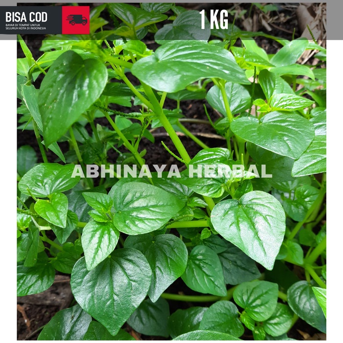 Jual Daun suruhan segar / Daun sirih cina ketumpang air 1kg | Shopee ...