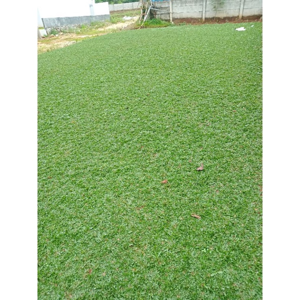 Jual Paket Hematt Rumput Gajah Mini Hijau Ukuran 5mtr X 1mtr Siap