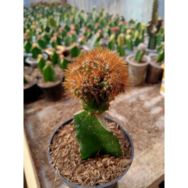 Jual tanaman kaktus bebas pilih freepot | Shopee Indonesia