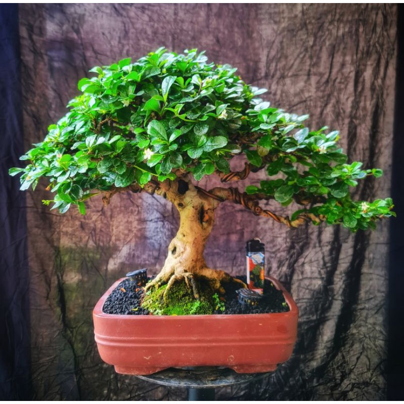 Jual Bonsai Hokiantea Siap Pajang Kontes The Max Prestasi Sertifikat ...