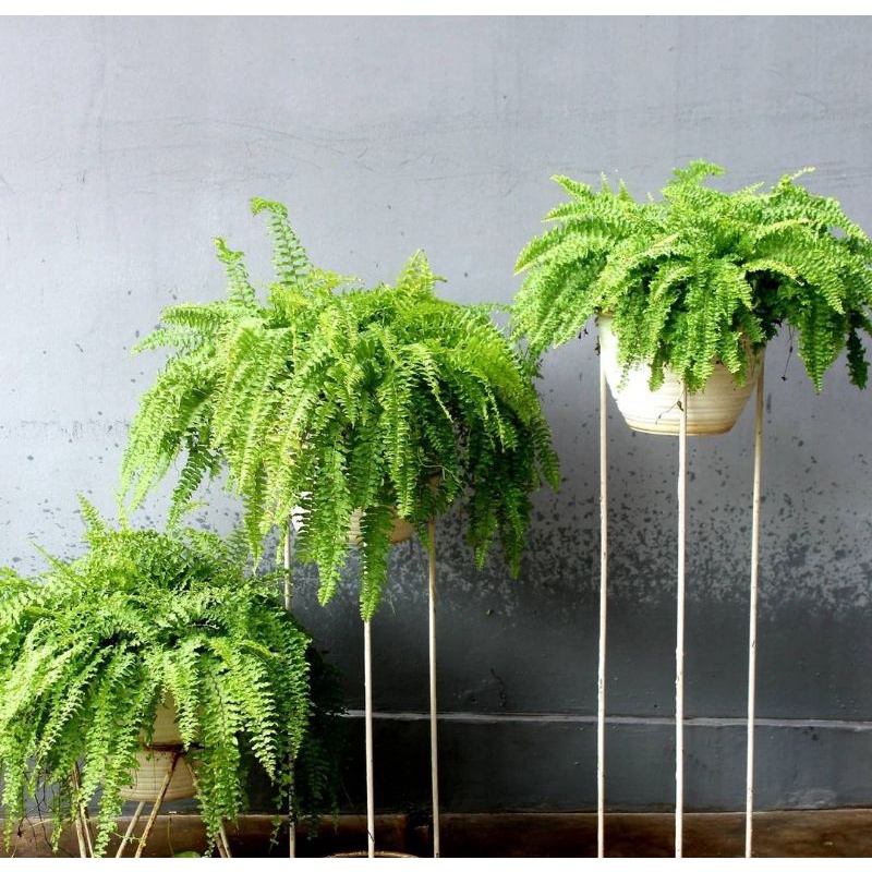 Jual Bibit tanaman pakis boston/bunga paku-pakuan | Shopee Indonesia