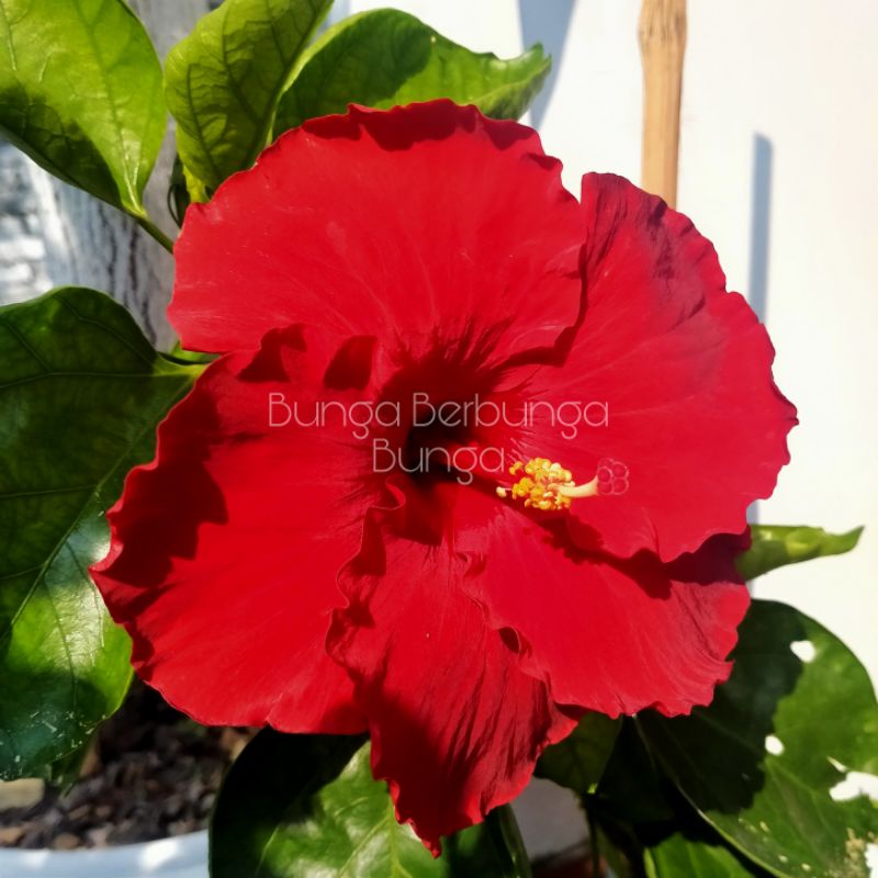 Jual bibit bunga Hibiscus kembang Sepatu Bangkok merah jumbo - tanaman ...
