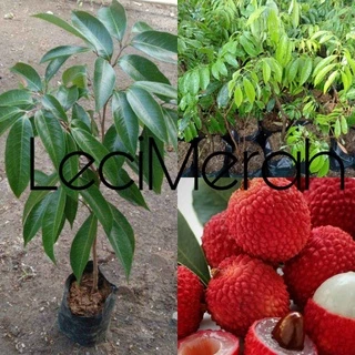 Jual Pohon Leci Terlengkap & Harga Terbaru Juli 2024 | Shopee Indonesia