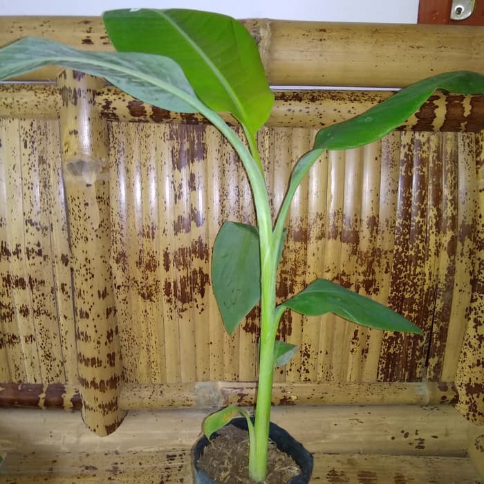 Jual bibit pisang raja bulu kultur jaringan | Shopee Indonesia