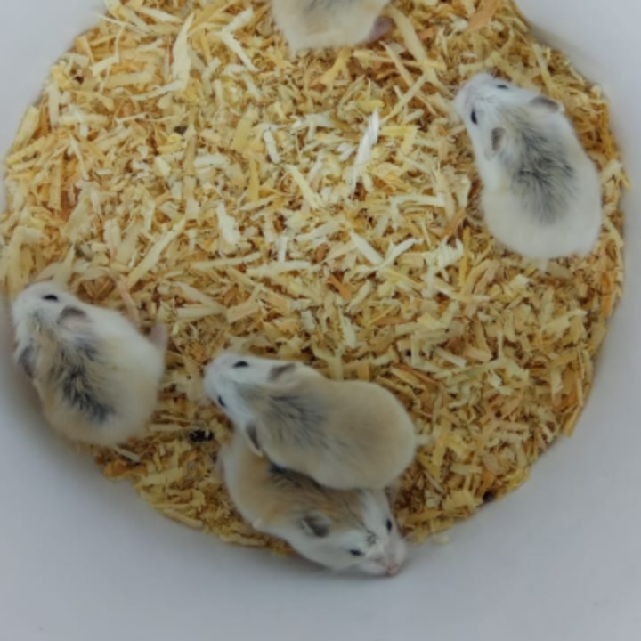 Jual Hamster Roborovski Jinak Harga Per Ekor | Shopee Indonesia