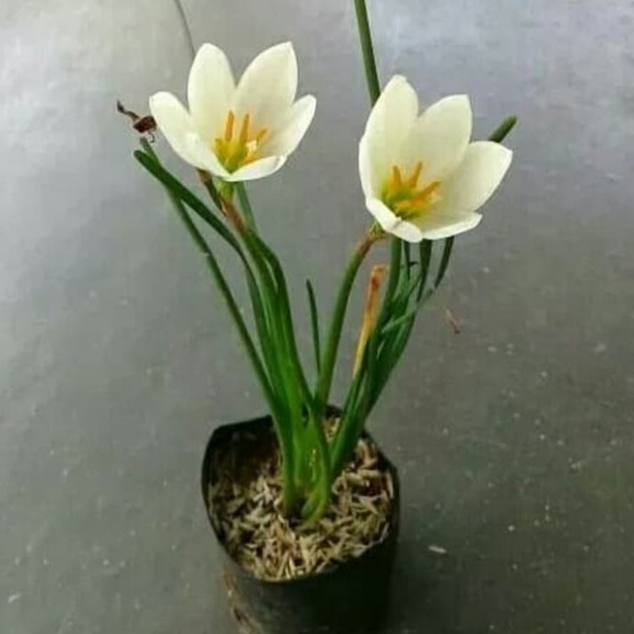 Jual tanaman hias bunga lili hujan putih/lili air hujan putih | Shopee ...