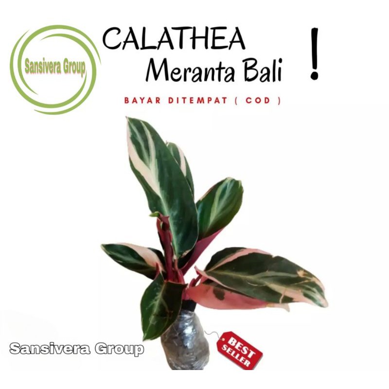 Jual Tanaman Calathea Multicolor / Meranti Bali / maranta | Shopee ...