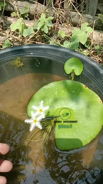 Jual teratai kapas bunga mini teratai salju nymphoides indica snowflake ...