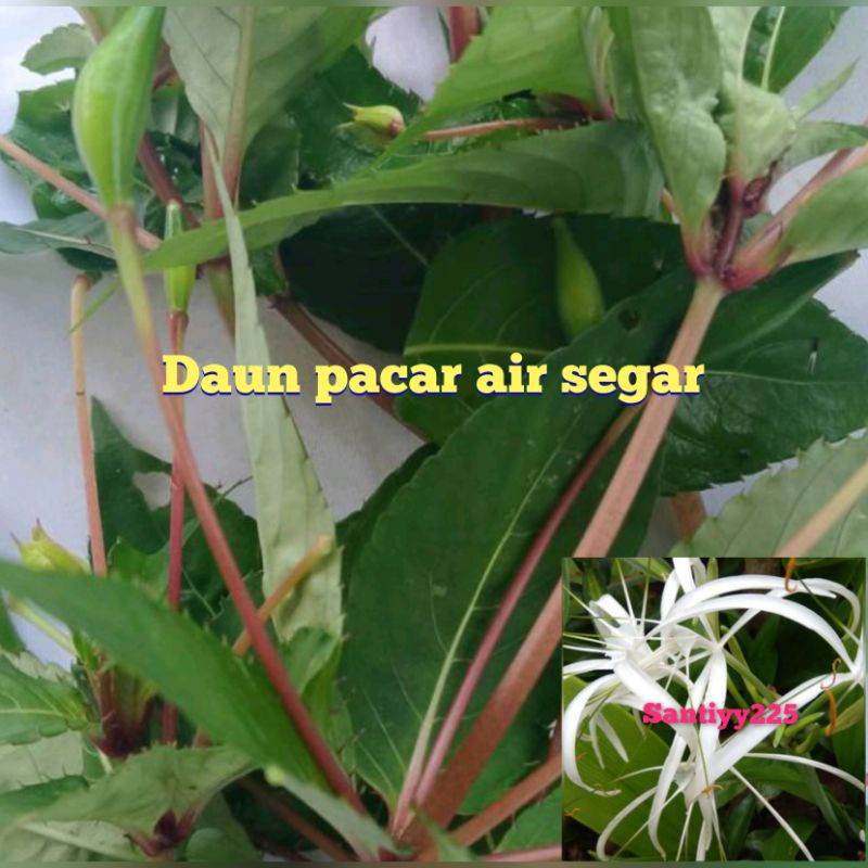 Jual daun pacar air fresh | Shopee Indonesia