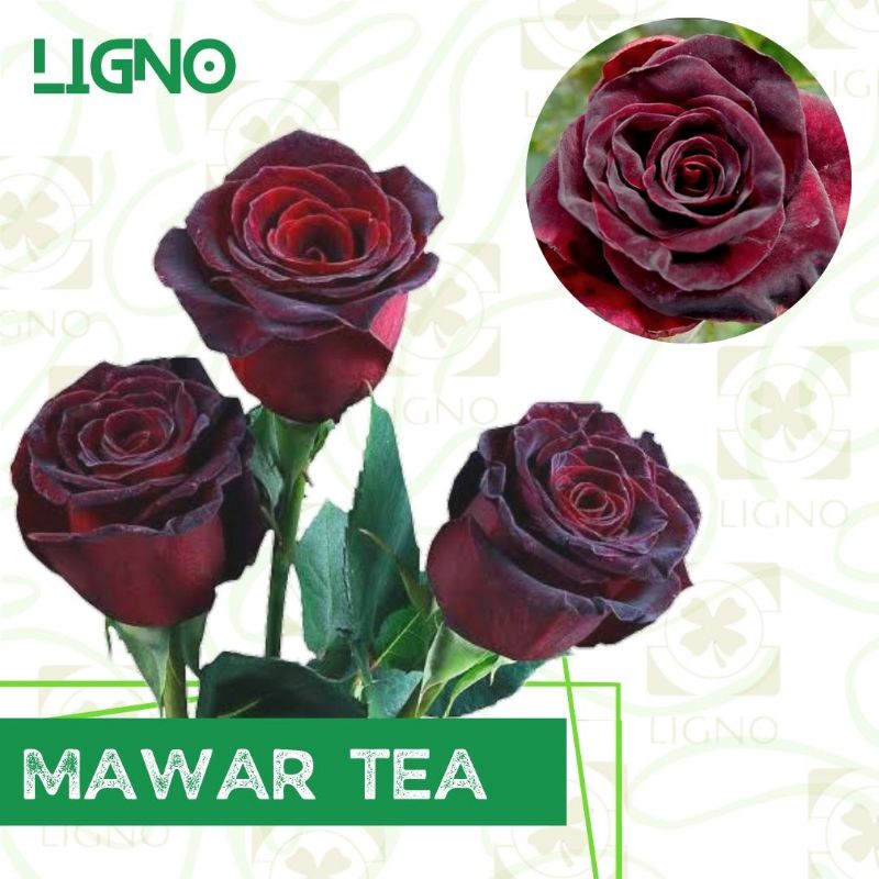 Jual Benih MAWAR TEA Biji Bibit Bunga Rose Import | Shopee Indonesia