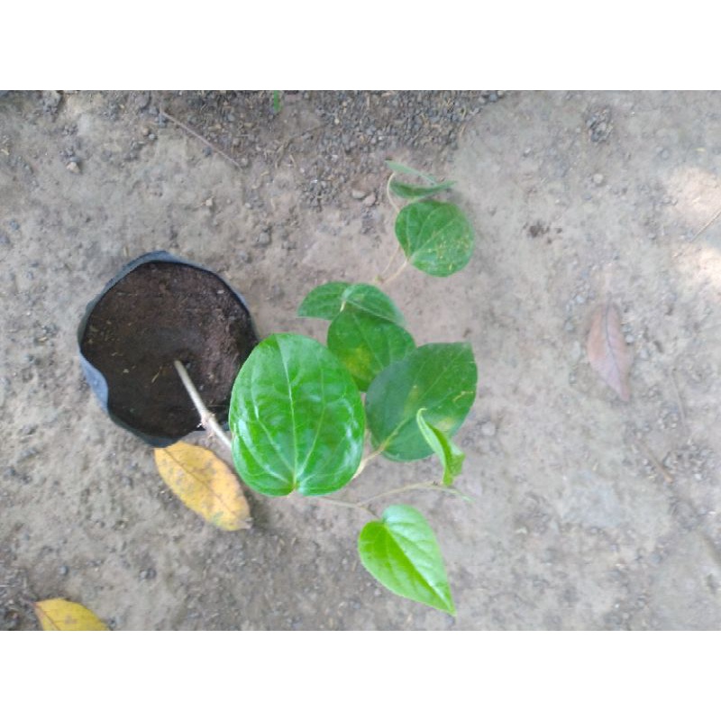 Jual Base Bali atau Daun Sirih atau Tanaman Obat Sirih Hijau atau Sirih ...
