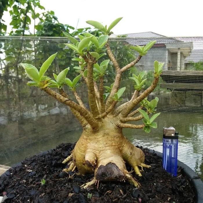 Jual Bibit Benih Biji Adenium Yaman - Benih Tanaman Bunga Adenium Yaman ...