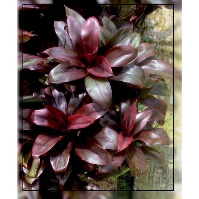 Jual Tanaman Hidup Andong Mini Bunga Hias Hanjuang Hiasan Taman Dan ...