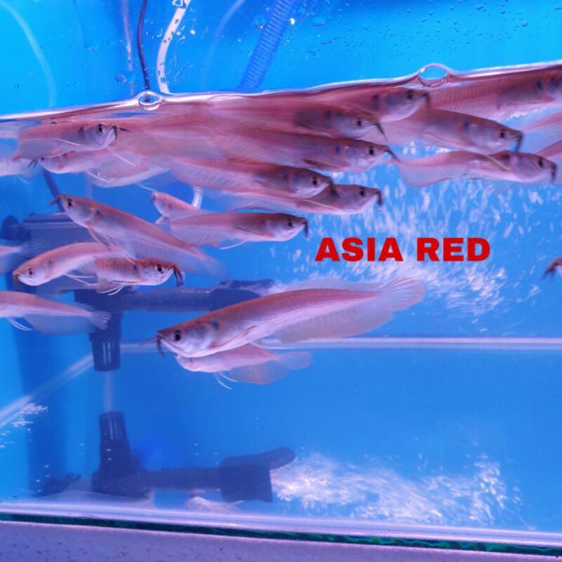 Jual ikan Arwana Silver red /Silver red Arowana fish | Shopee Indonesia