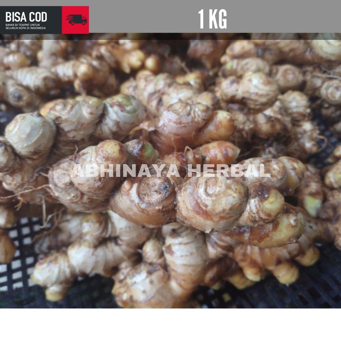 Jual Jahe emprit segar bukan jahe gajah 1kg | Shopee Indonesia Jual Jahe emprit segar bukan jahe gajah 1kg | Shopee Indonesia