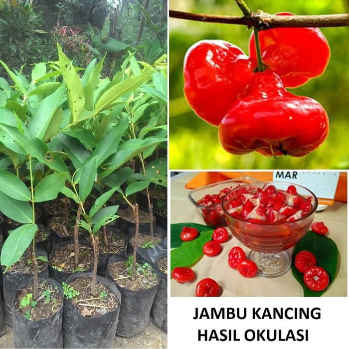 Jual Jual Bibit Jambu Air Kancing Tanaman Jambu Pohon Jambu Kancing ...
