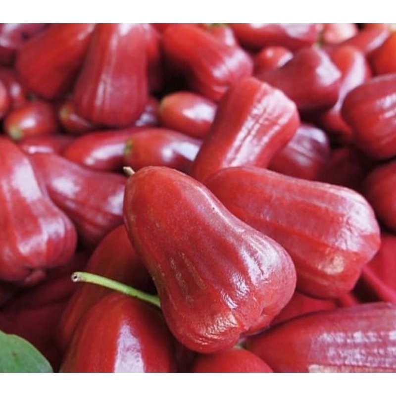 Jual JAMBU AIR CITRA MANIS 1KG/BUAH JAMBU AIR MANIS FRESH | Shopee ...