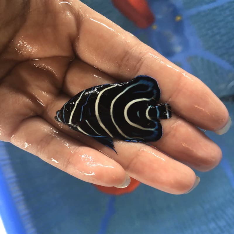 Jual ikan hias laut bluestone b kecil | Shopee Indonesia