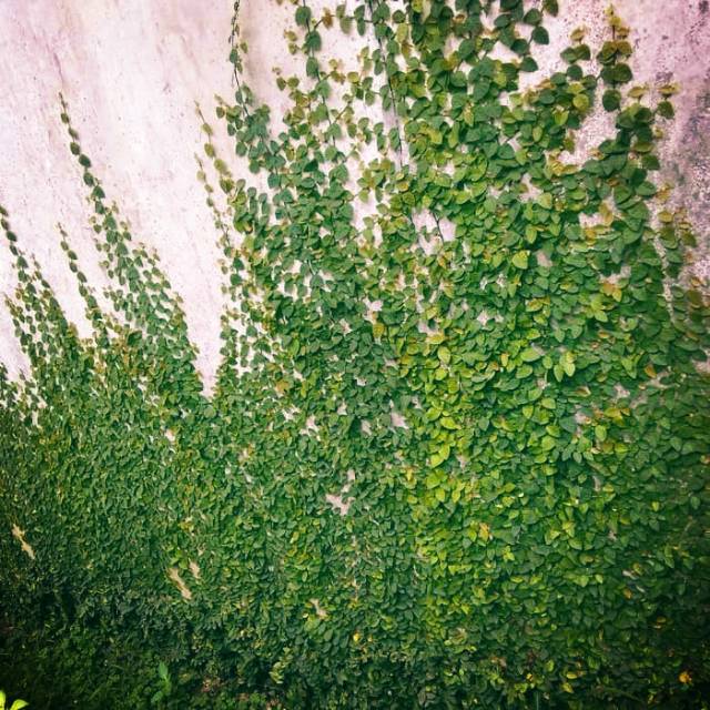 Jual Bibit tanaman hias dolar rambat daun kecil | Shopee Indonesia