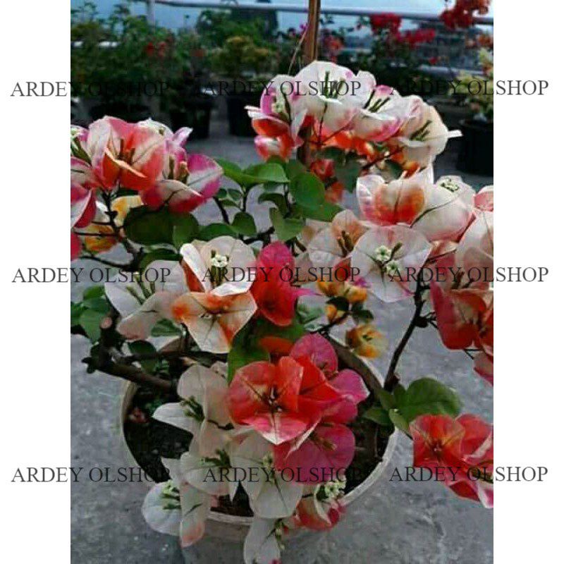 Jual PROMO!!! TANAMAN HIAS BUGENVIL BUNGA KERTAS//CHITRA MOUNDURING ...