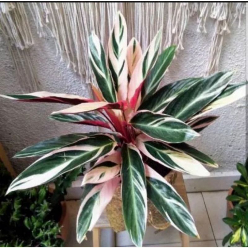 Jual Tanaman hias Pohon Meranti Bali/Marantah Bali/tanaman Calathea ...