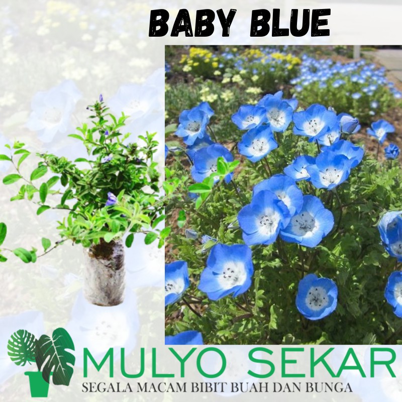 Jual Tanaman Hias Bunga Baby Blue Eyes - Tanaman Nemophila - BUNGA BABY ...