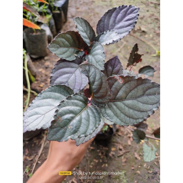 Jual pohon sambang getih /bibit tanaman sambang getih / remak daging ...