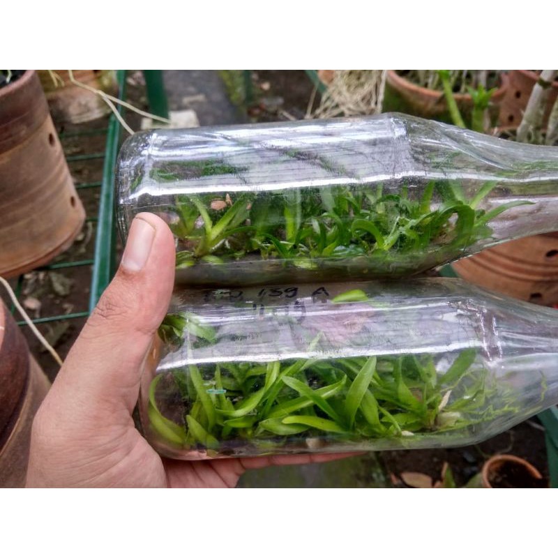 Jual Anggrek botol dendrobium melintir koleksi (silangan baru) | Shopee ...