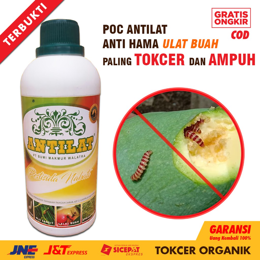 Jual Insektisida Pestisida Organik Obat Hama ANTILAT Pembasmi Ulat Buah ...