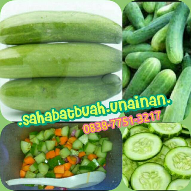 Jual timun lokal#buah#makanan#sayuran#vitamin | Shopee Indonesia