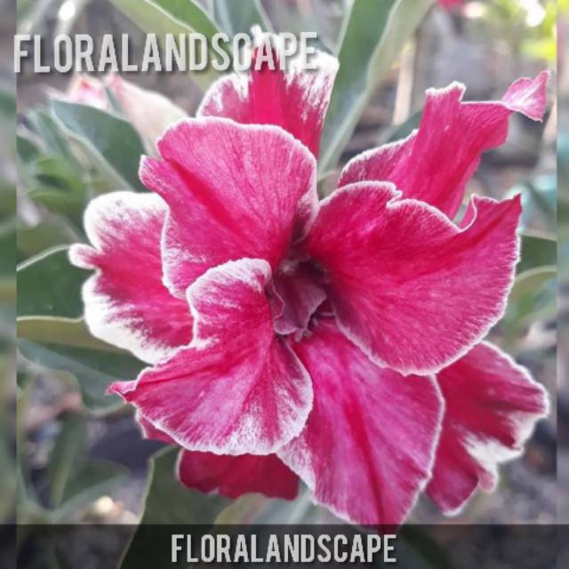 Jual Bibit Bunga Adenium Beautiful Smile Bibit Kamboja Jepang Adenium