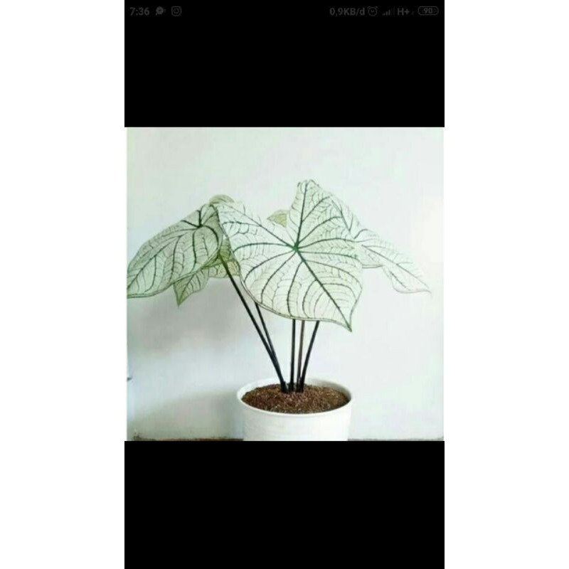 Jual Bunga Talas Putih & Bintik Putih | Shopee Indonesia