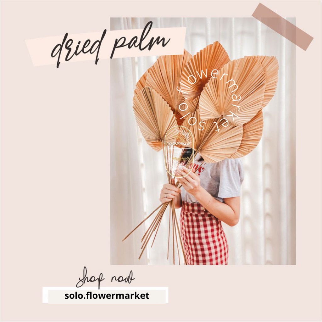 Jual daun palem kering daun kipas dried leaf palm lengkung dekorasi ...