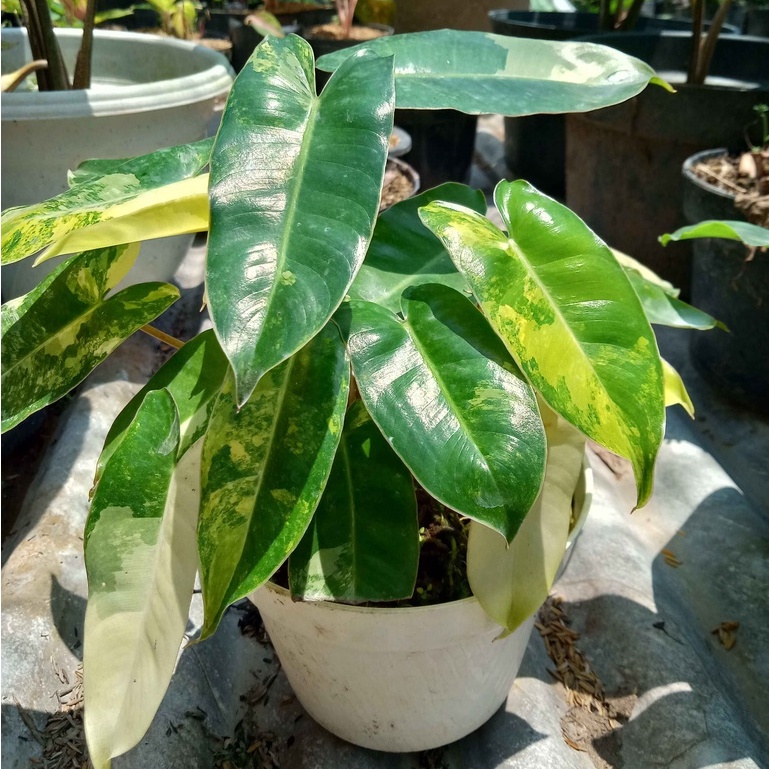 Jual tanaman hias bunga philo burlemax variegata atau brekele variegata ...