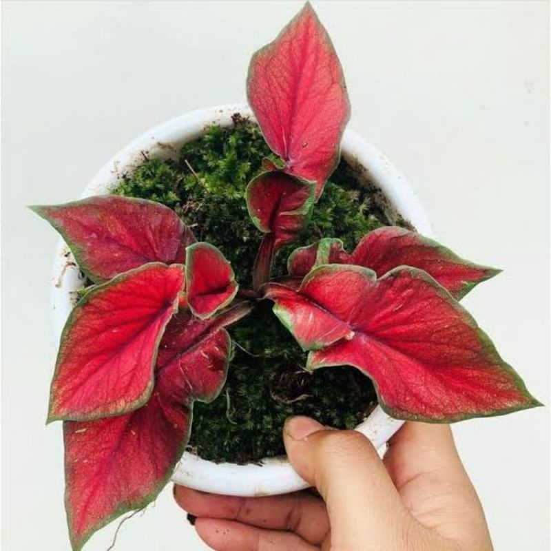 Jual Bunga caladium red jaguar/ bunga keladi red jaguar/ tanaman ...