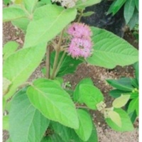 Jual tanaman bunga beauty berry | Shopee Indonesia