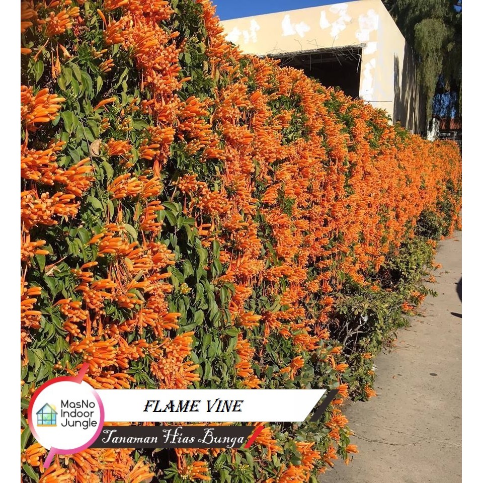 Jual Tanaman Bunga Rambat Flame Vine - Bibit Tanaman Hias Florida Flame ...