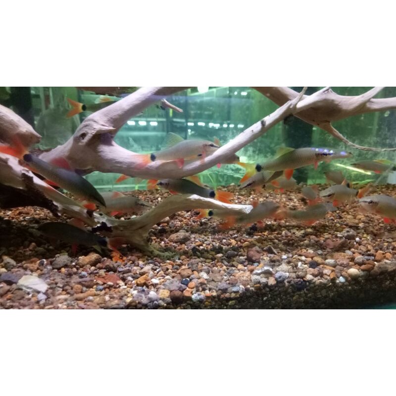 Jual ikan redfin pemakan lumut aquascape | Shopee Indonesia