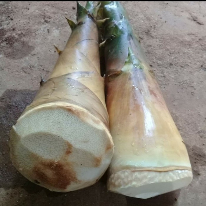 Jual REBUNG BAMBU KUNING ASLI 1 KILOGRAM-rebung herbal kaya manfaat ...
