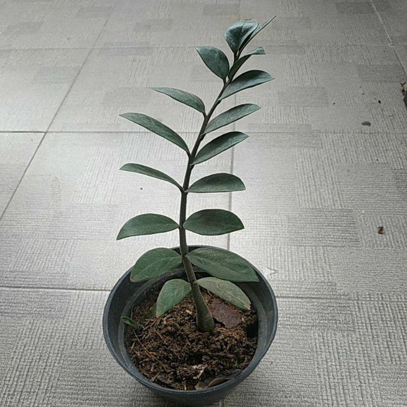 Jual Zamioculcas zamiifolia / zamio / samio | Shopee Indonesia