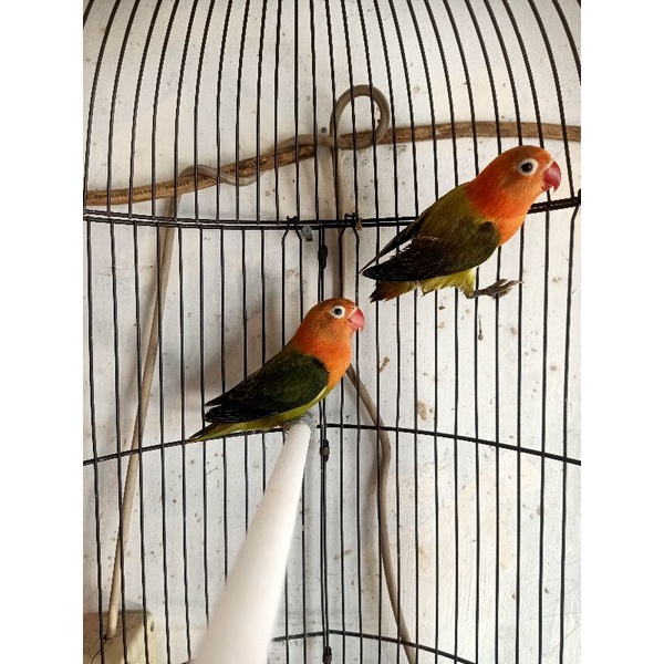 Jual Burung Lovebird/LB/lakbet jenis BIOLA GREEN mandiri/dewasa ...