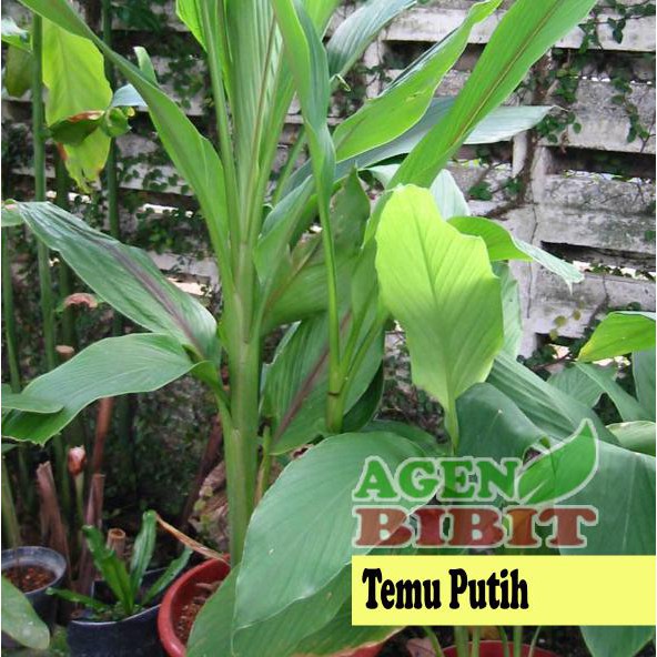Jual any4r Bibit Temu Putih - Tanaman Curcuma Zedoaria - Pohon Obat ...