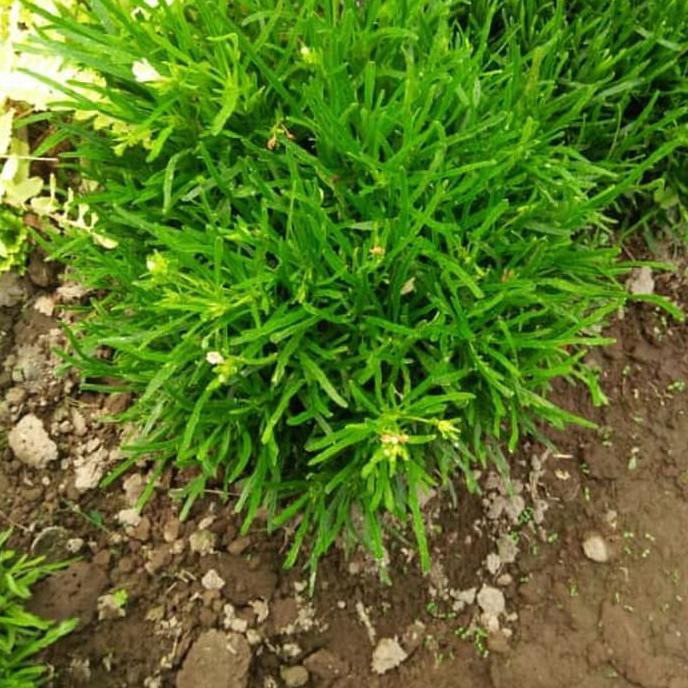 Jual i1f bibit tanaman lumut atau rumput irian pr0duk | Shopee Indonesia