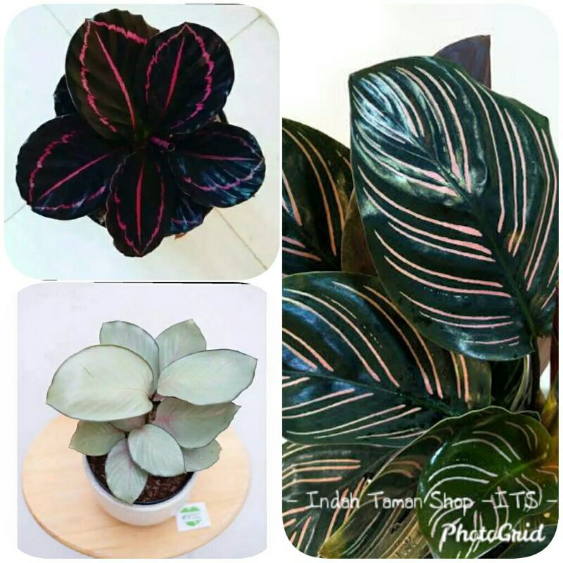 Jual Tanaman Kalatea Paket 3 Pohon Calathea black lipstik silver pink ...