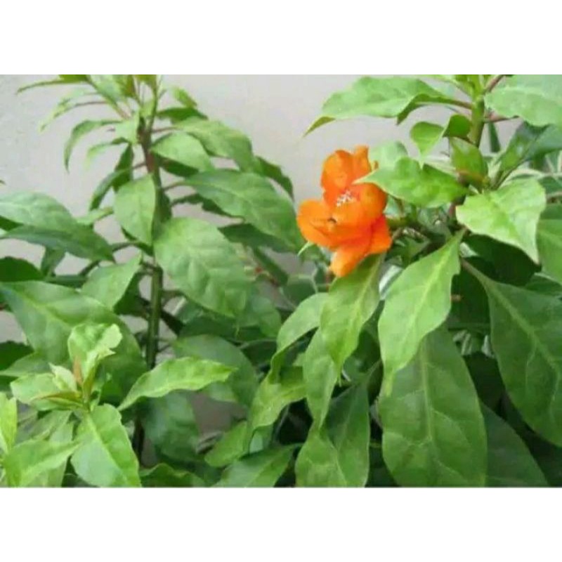 Jual Daun Tujuh Duri 50 lembar | Shopee Indonesia