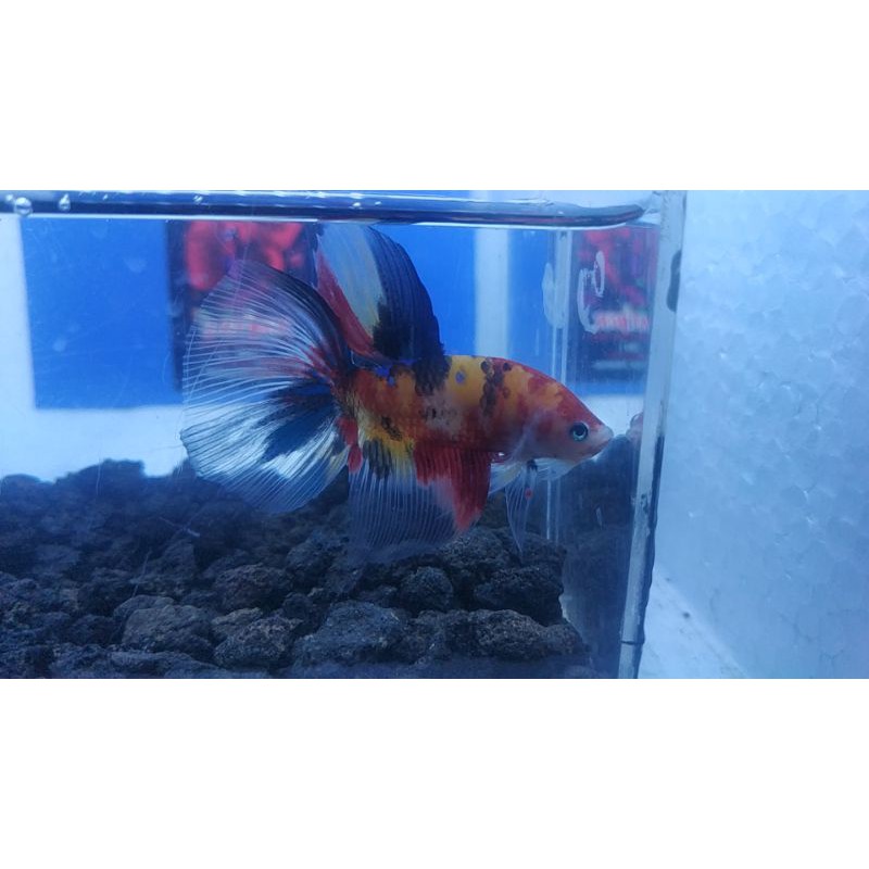 Jual Halfmoon Nemo candy Avatar , produk asli jepretan sendiri, bukan ...