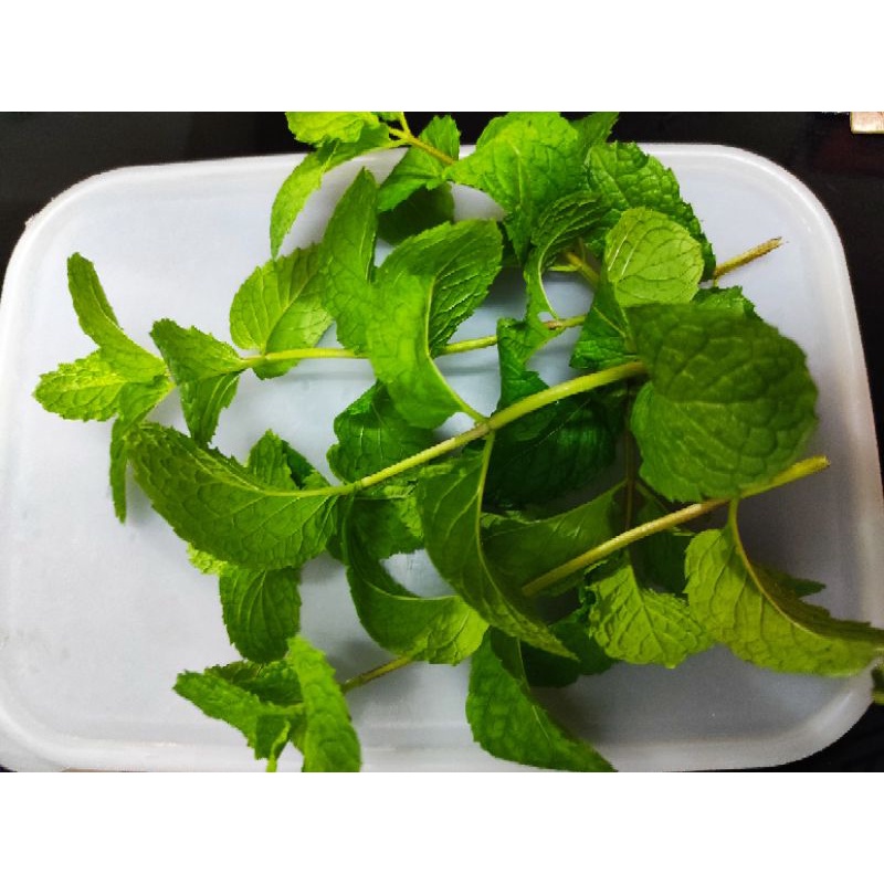 Jual Daun mint segar per pack | Shopee Indonesia