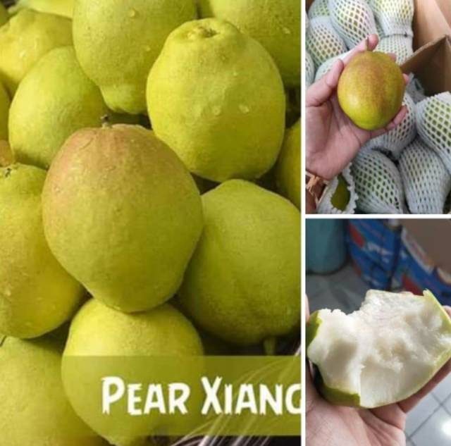 Jual Buah pear siangli manis / fragrant pir xiang lie pir manis ...