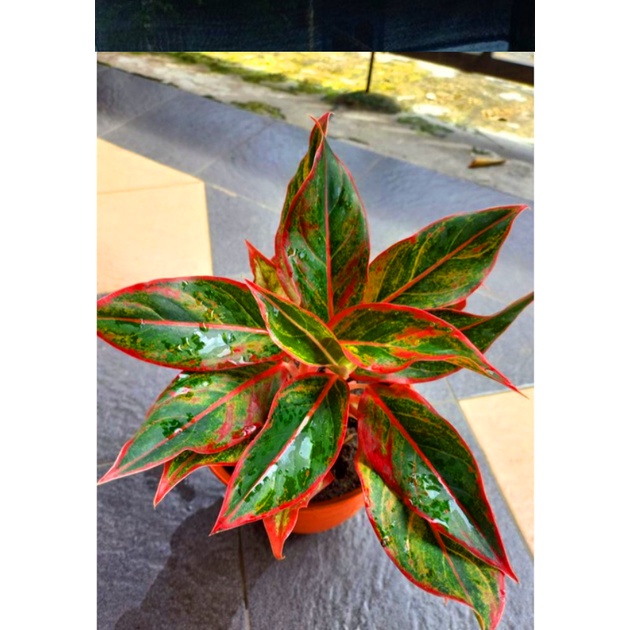 Jual Aglaonema Siam Aurora Pra Dewasa Daun 5 - 10Tanaman Hias Bunga ...