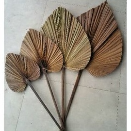 Jual Daun mini kering rustic aesthetic,uk (S) L20- 25cm tinggi dr btg ...